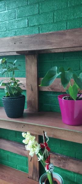 Sablon Perete Sablon Zugravit Sablon Pictat Perete Eldesro