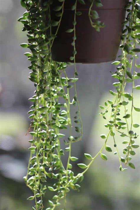 Long Trailing Vines With Rounded Leaves String Of Raindrops Plant A
