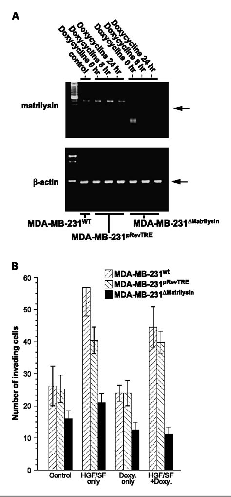 Figure 5 From Targeting Matrilysin And Its Impact On Tumor Growth In