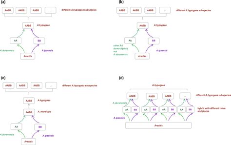 figure 1 from deciphering peanut complex genomes paves a way to understand its origin and