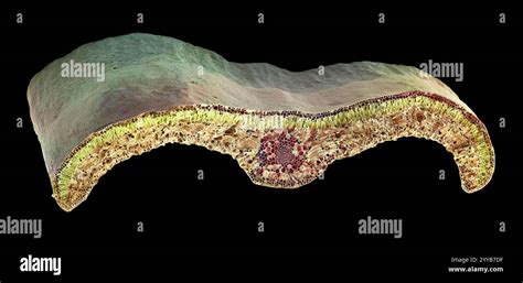 Box Leaf Coloured Scanning Electron Micrograph Sem Of A Section