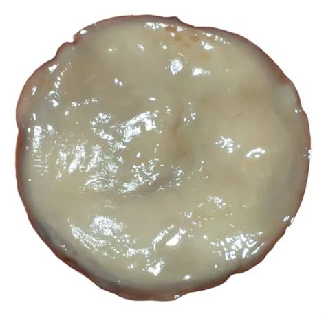 Scoby De Kombucha Mercadolibre