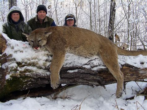 Cougar Hunting
