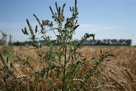 How To Identify Common Wheat Weeds Syngenta Know More Grow More