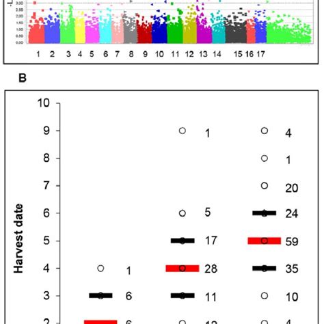 Manhattan Plots Using Mixed Linear Model And Minor Allele Frequency 5