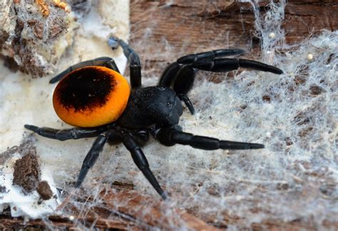 Velvet Spiders Inclusive Inverts