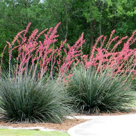 Red Yucca For Sale Candj Gardening Center