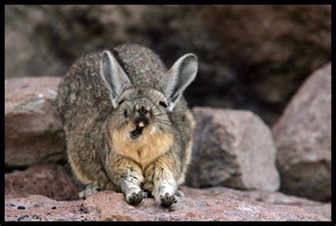 Viscacha Rat So Cute