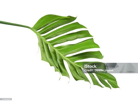 몬스 테라 델리 시아 사 잎 또는 스위스 치즈 공장 흰색 배경에 고립 된 열 대 단풍 클리핑 패스 0명에 대한 스톡 사진 및 기타 이미지 Istock