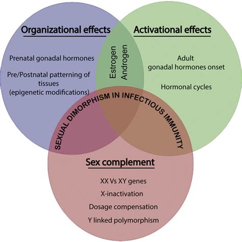 Mechanisms Of Tissue Sexual Dimorphism That Underlie Sex Differences In Download Scientific
