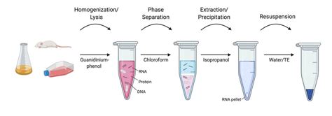 Fig Ure 1 Fig Ure 1 A Diagram Of The Different Steps In Rna Extraction Download
