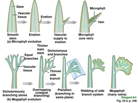 Microphylls Vs Megaphylls Diagram Quizlet