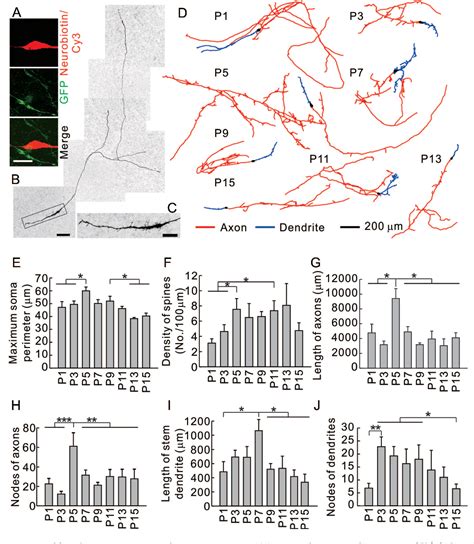Figure 2 From Development Of Layer 1 Neurons In The Mouse Neocortex Semantic Scholar