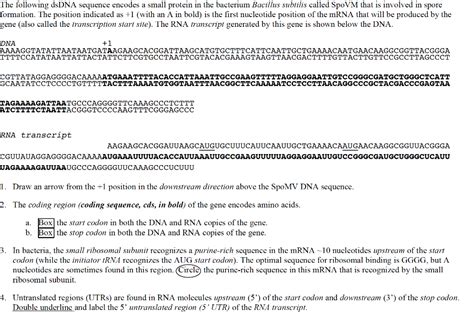 Solved The Following Dsdna Sequence Encodes A Small Protein
