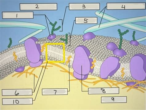 general biology lecture exam 3 chapter 5 homework and quiz answers