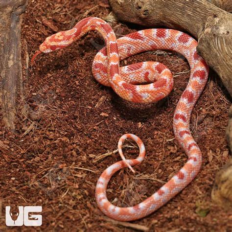 Pink Corn Snake