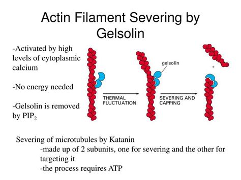 Ppt Regulation Of Cytoskeletal Filaments Powerpoint Presentation Free Download Id4377249