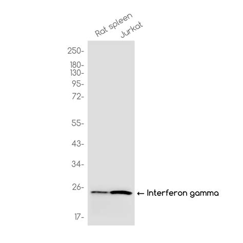Interferon Gamma Rabbit Mab Wb Fc Icc Buy Now