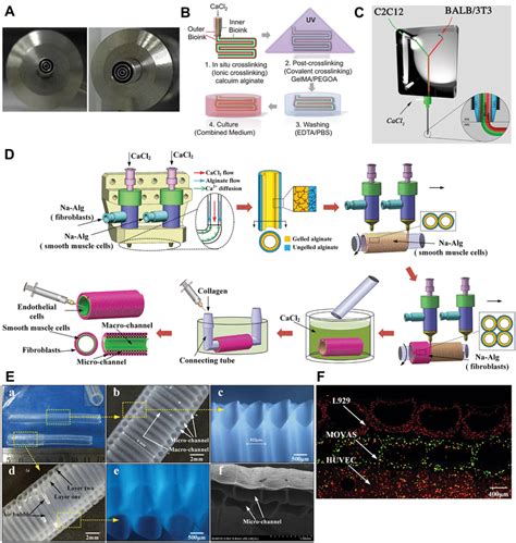 Co‐axial Multi‐material Bioprinting Technologies A Custom‐designed Download Scientific