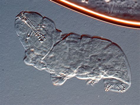 Differential Interference Contrast Martin Microscope