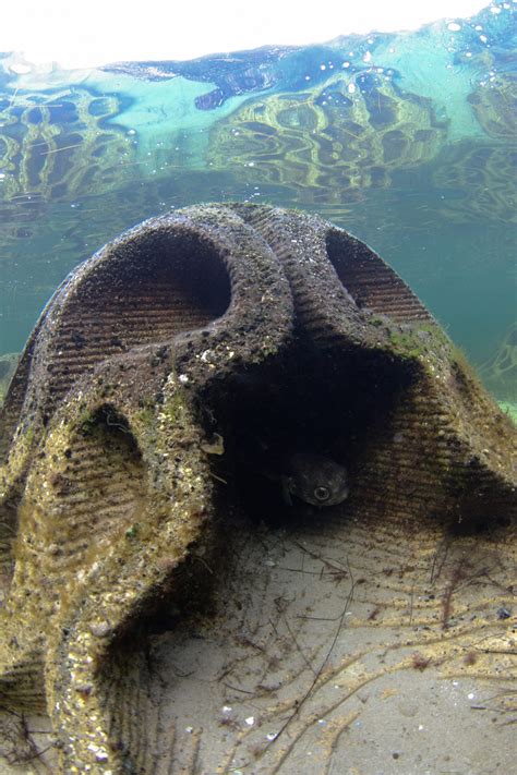 Reef Design Lab Crafts Erosion Mitigation Units From Recycled Oyster Shells