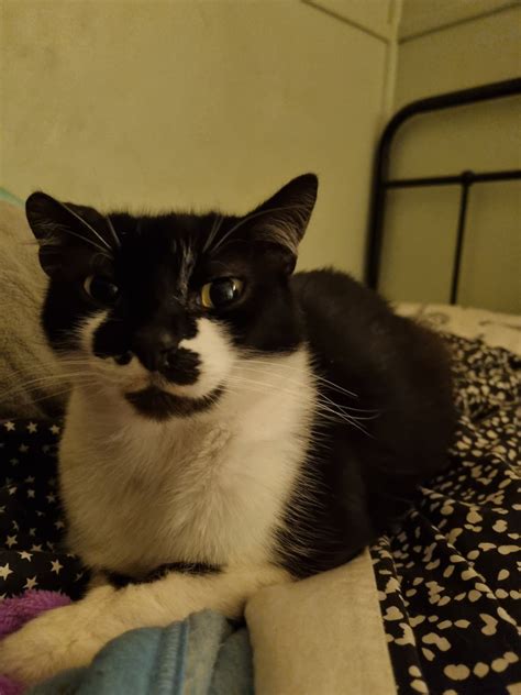 Maxwell Cat On Tumblr