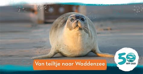 Zeehondencentrum Pieterburen 2022 Lohnt Es Sich Mit Fotos