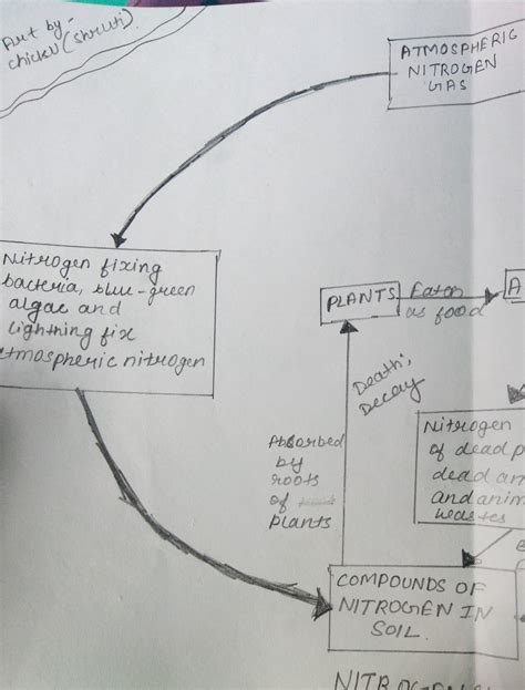 Nitrogen Cycle Diagram For Class 8