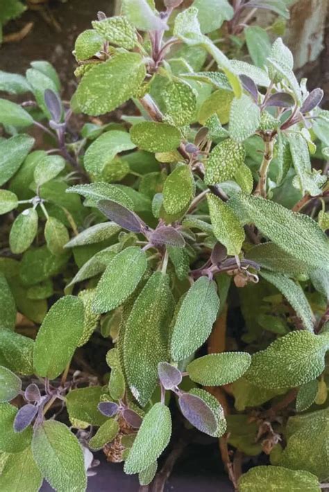 Sage Plant Care Tips The Beginners Guide