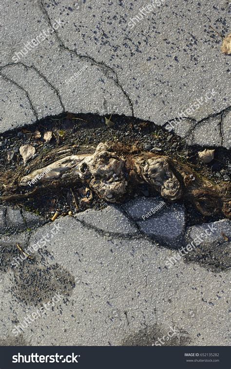 Tree Roots Cracking Asphalt Road Stock Photo Shutterstock