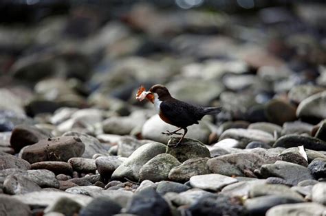 premium photo eurasian dippers displaying and collecting nest material
