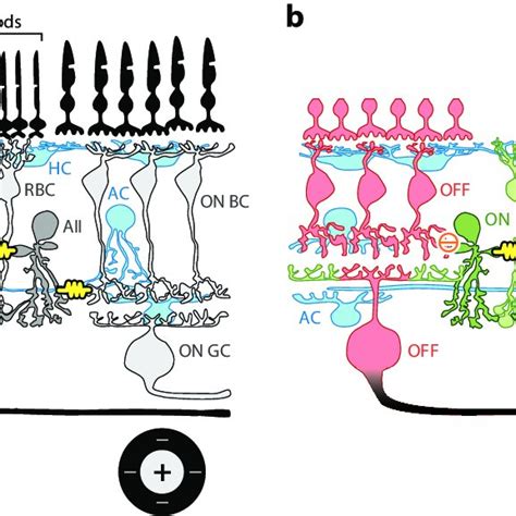Photoreceptors Rods And Cones Hyperpolarize To Light Consequently A Download Scientific