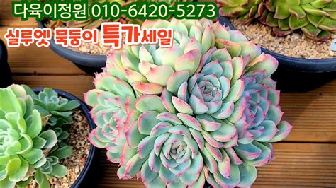 다육이정원1 새로들어온 묵은둥이 국민다육이까지 Youtube