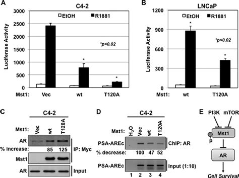 phospho thr 120 limits the mst1 attenuation of androgen mediated and