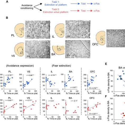C Fos Expression At Post Extinction Avoidance Test A Schematic