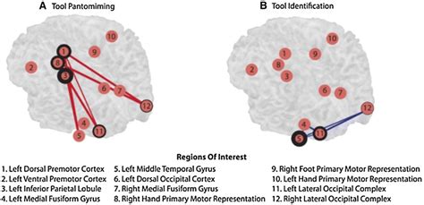 0 Stimulus Driven Betweenness Centrality During A Tool Pantomiming And