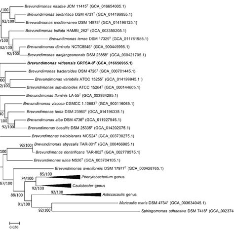Maximum Likelihood Algorithm Phylogenomic Tree Based On Up To Date Download Scientific