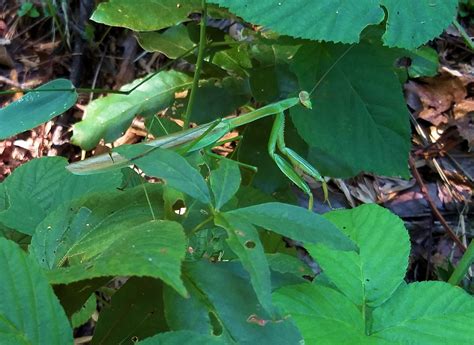 Praying Mantis Habitat At Marie Vaughan Blog