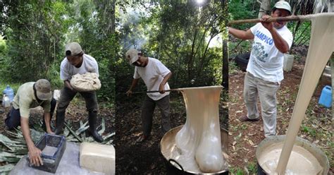 El Chicle Origen Y Legado De Este Pegajoso Invento Maya