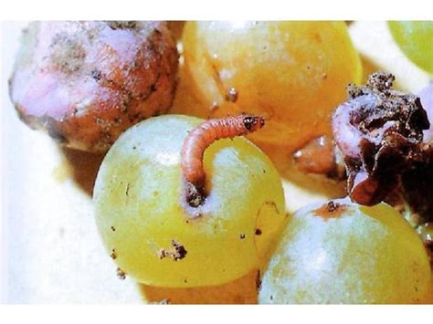 Шареният гроздов молец вреди до гроздобера Български Фермер