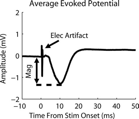 average evoked potential recorded on the main input layer site in a1 in
