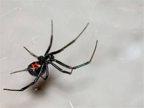 A Guide To Common Pests Found In Albuquerque New Mexico Insight Pest