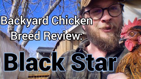 Backyard Chicken Breed Review Black Star Hens Aka Sex Link Or Black