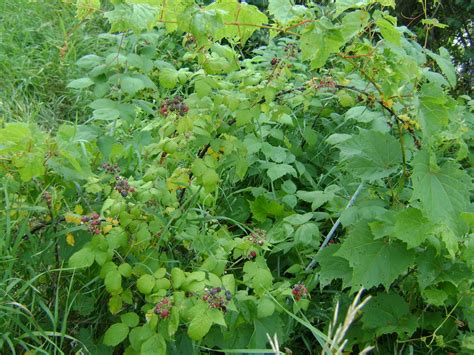 Wild Raspberry Plant Identification Wild Raspberries How To Identify