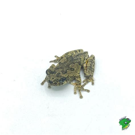 Gray Tree Frog Adult Strictly Reptiles