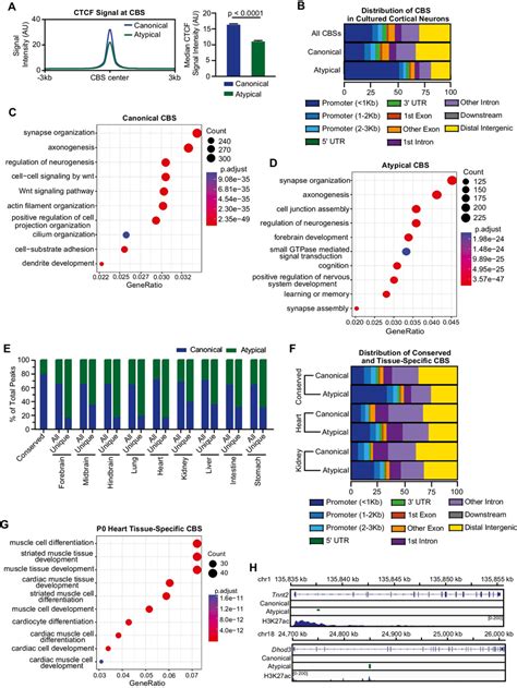 Characterizing The Properties Of Canonical And Atypical Cbs Across