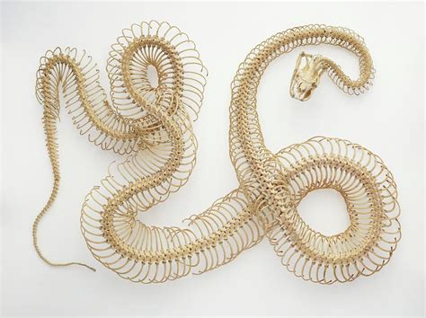 Python Skeleton Photograph By Dorling Kindersley Uig Fine Art America