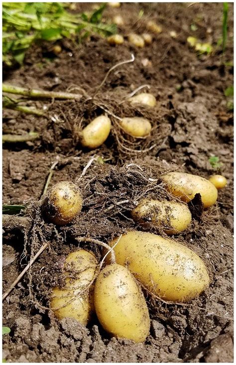 감자심는시기 방법 씨감자 심기 봄감자 재배 키우기 수확시기 네이버 블로그