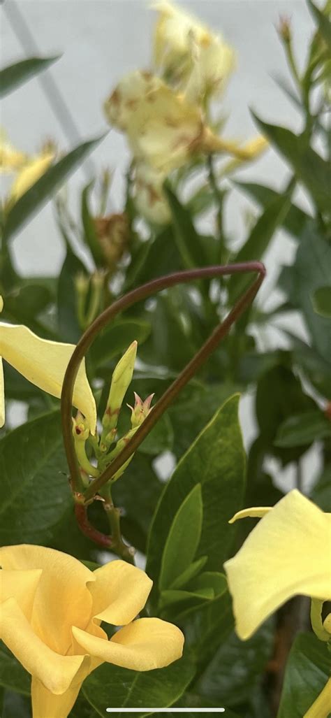 What Are These Loop Structures Rgardening