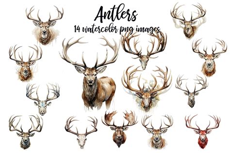 Deer Antlers Drawing